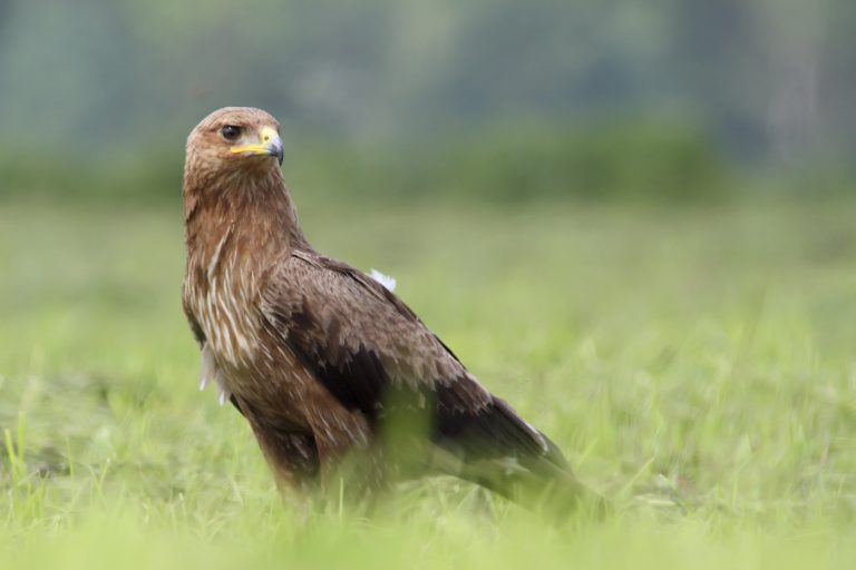 Acvila țipătoare mică – Zoo Brașov