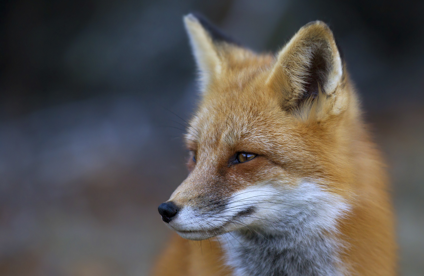 Vulpe roșie – Zoo Brașov
