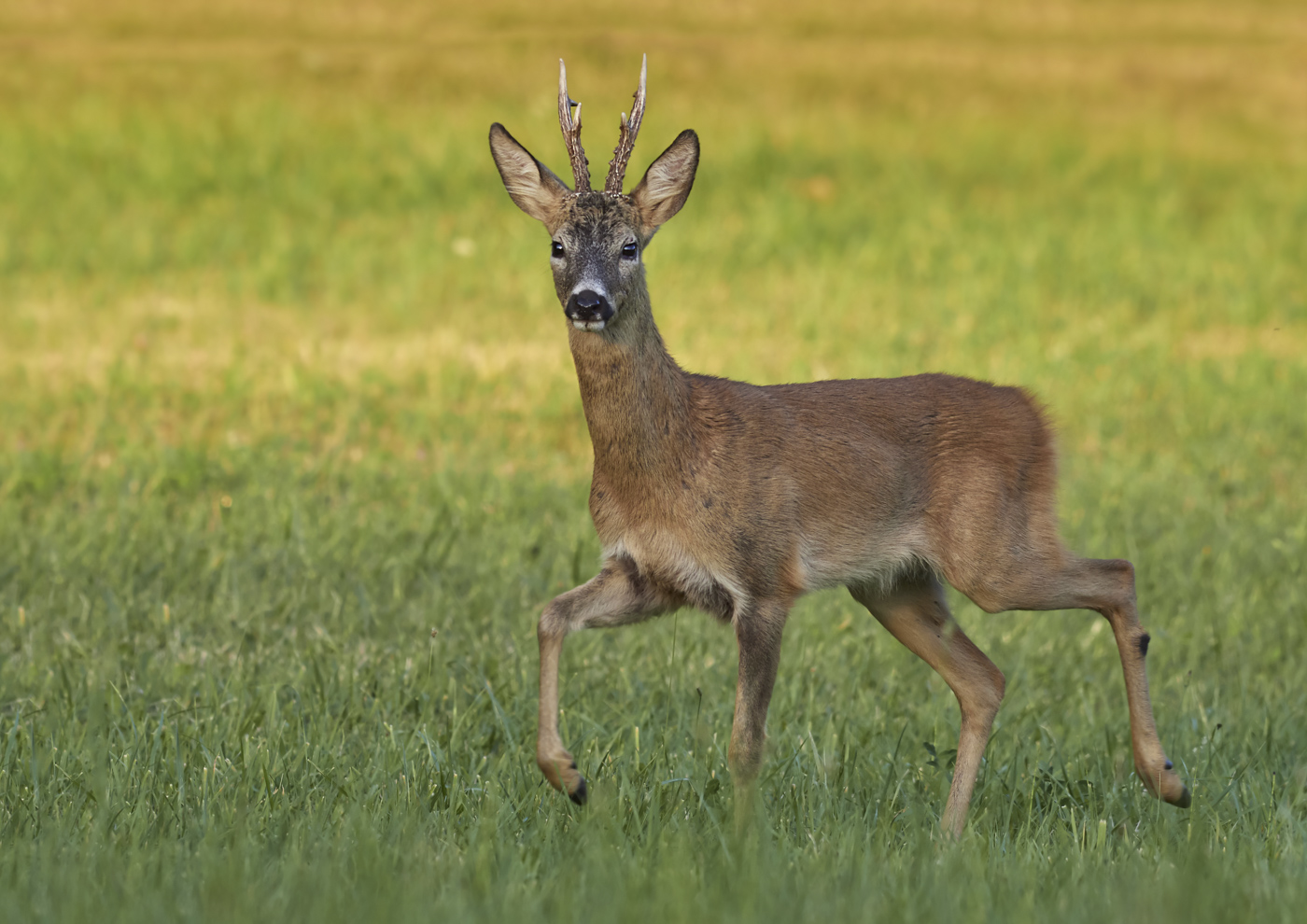 Căprioară – Zoo Brașov