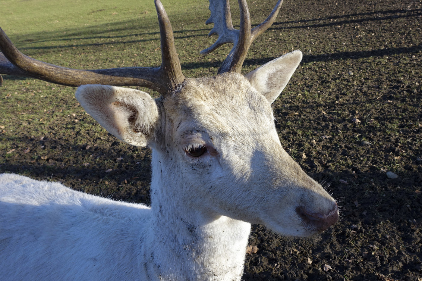 Cerb lopătar – Zoo Brașov