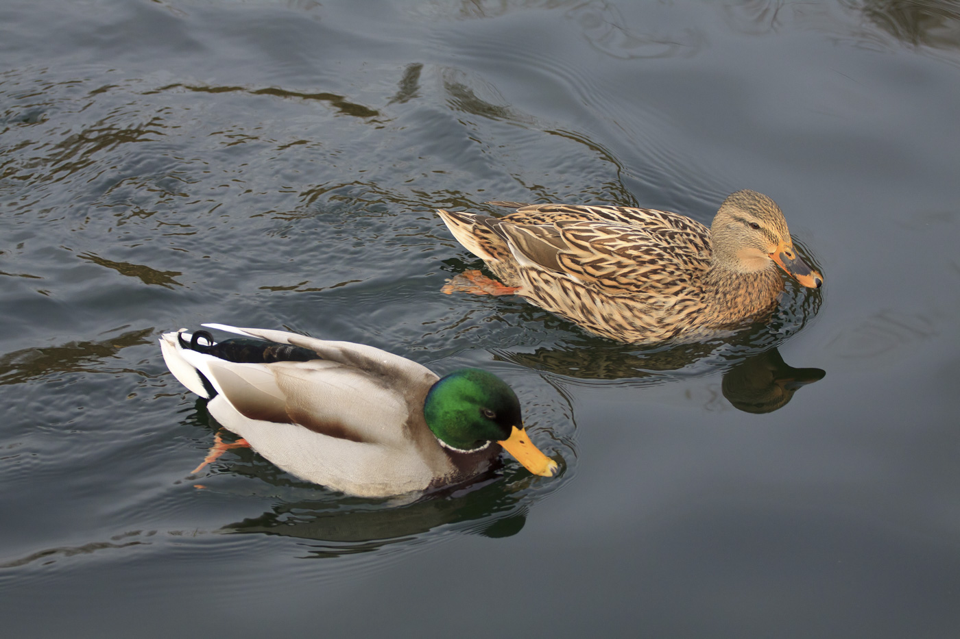 Rață sălbatică – Zoo Brașov
